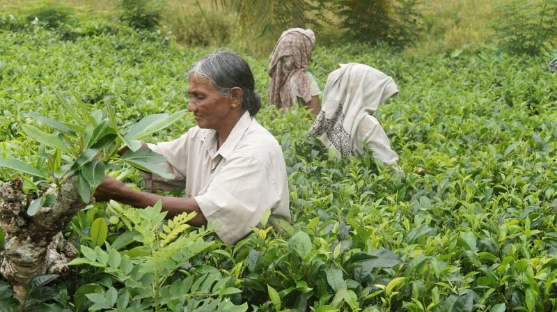 Lean Six Sigma in the Tea Industry — ISSSP for Lean Six Sigma